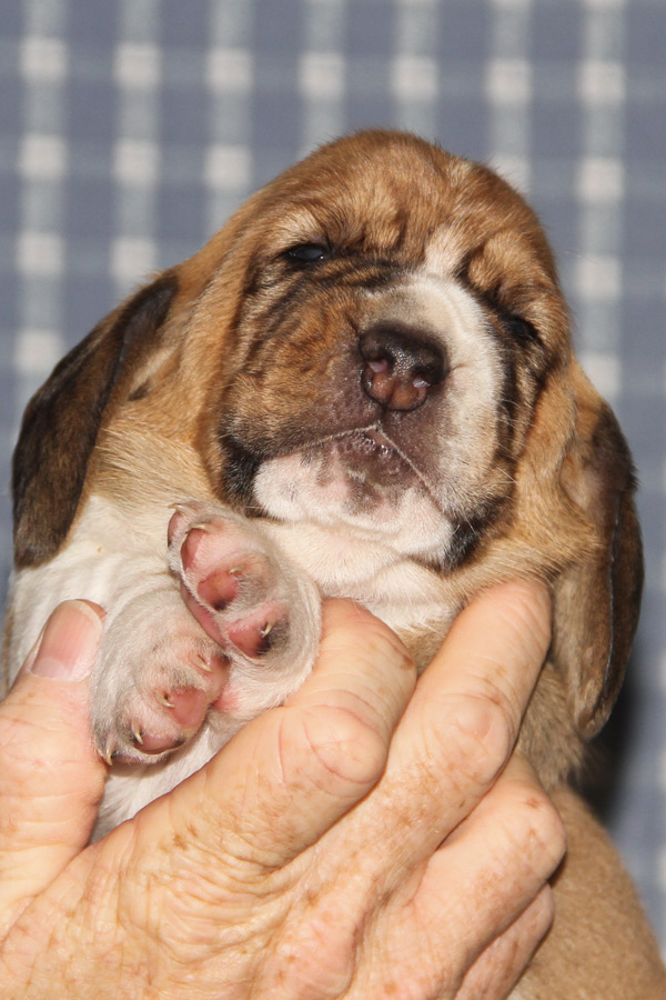 See the Basset Hound colors before you look at our puppies for adoption.