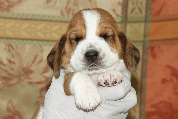 Huggable Bassets purebreed basset hound puppys