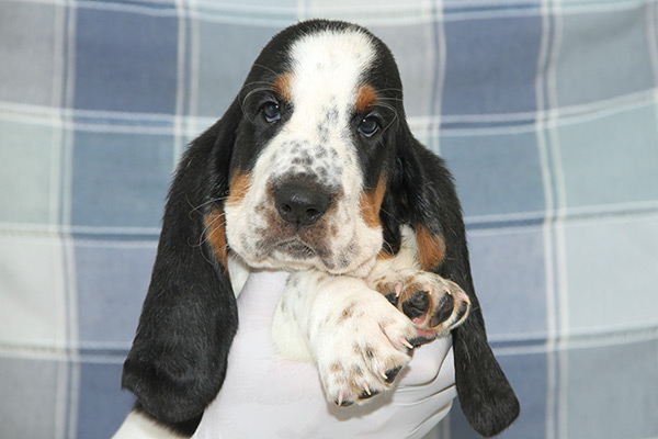 Huggable Bassets shipping purebreed basset hound puppy