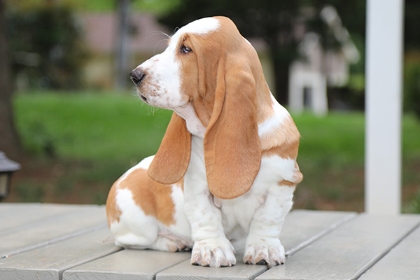 Huggable Bassets Family Breeder of Purebred basset hound puppys for ...