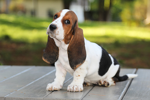 Huggable Bassets Family Breeder of Purebred basset hound puppys for ...