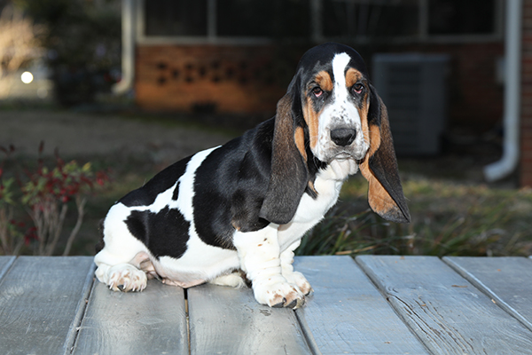 Huggable Bassets Family Breeder of Purebred basset hound puppys for ...
