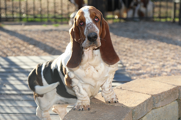 Huggable Bassets Family Breeder of Purebred basset hound puppys for ...