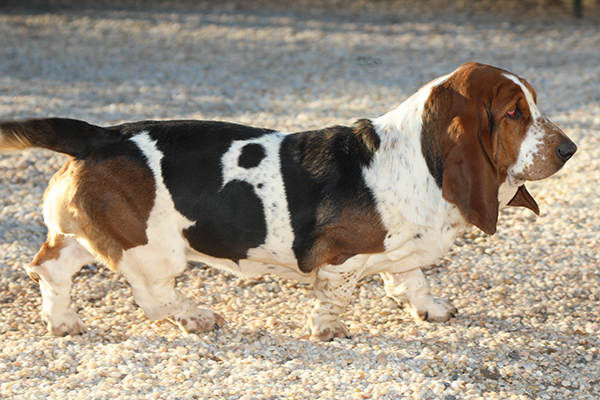 Huggable Bassets Family Breeder of Purebred basset hound puppys for ...