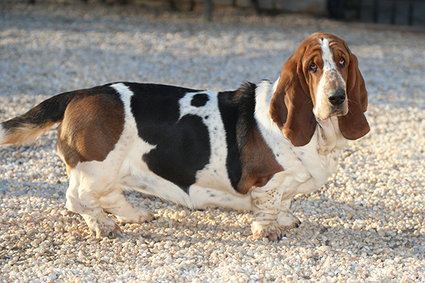 Huggable Bassets Family Breeder of Purebred basset hound puppys for ...