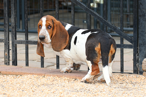 Huggable Bassets Family Breeder of Purebred basset hound puppys for ...
