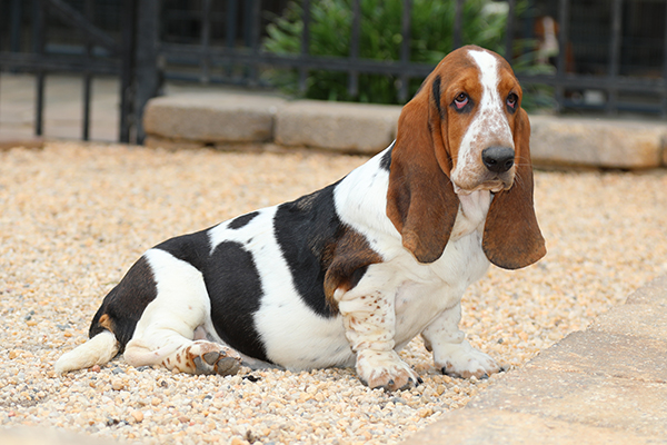 Huggable Bassets Family Breeder of Purebred basset hound puppys for ...