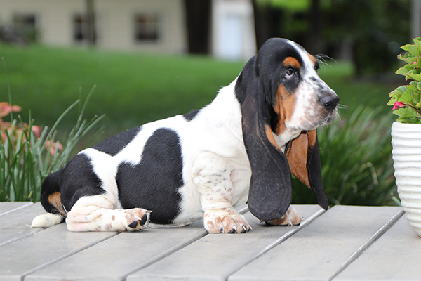 Huggable Bassets Family Breeder of Purebred basset hound puppys for ...