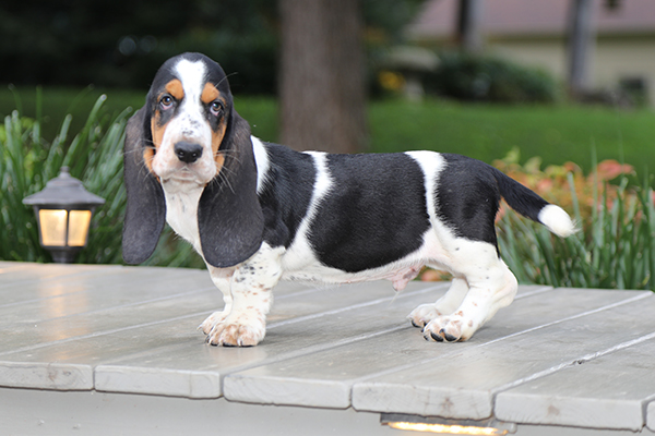 Huggable Bassets Family Breeder of Purebred basset hound puppys for ...