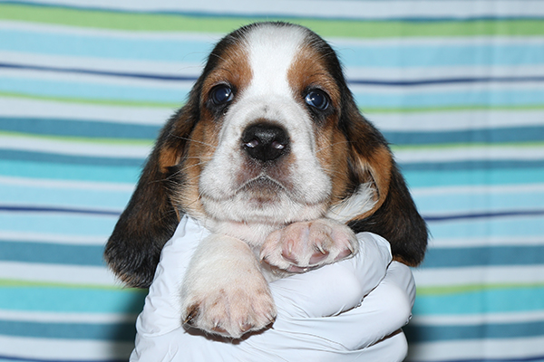 Huggable Bassets Family Breeder of Purebred basset hound puppys for ...