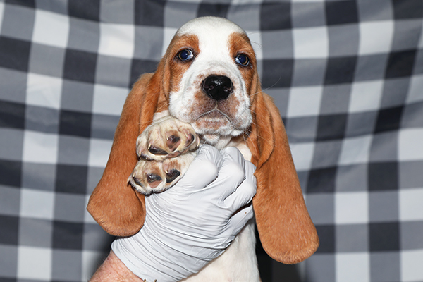 Huggable Bassets Family Breeder of Purebred basset hound puppys for ...