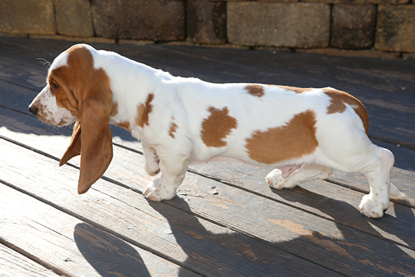 Huggable Bassets Family Breeder of Purebred basset hound puppys for ...