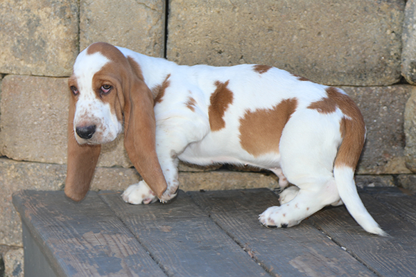 Huggable Bassets Family Breeder of Purebred basset hound puppys for ...