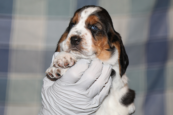 Huggable Bassets Family Breeder of Purebred basset hound puppys for ...