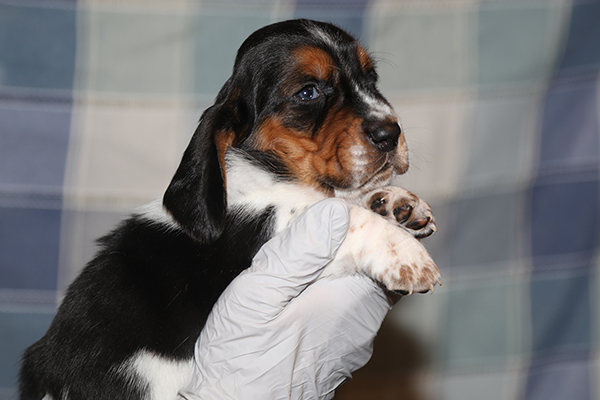 Huggable Bassets Family Breeder of Purebred basset hound puppys for ...