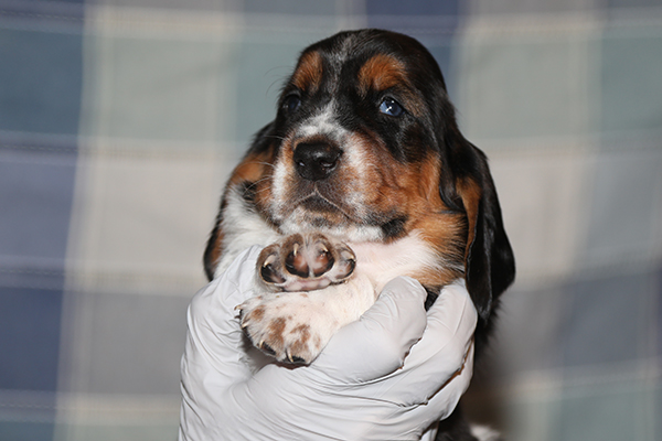 Huggable Bassets Family Breeder of Purebred basset hound puppys for ...