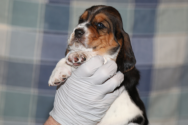 Huggable Bassets Family Breeder of Purebred basset hound puppys for ...