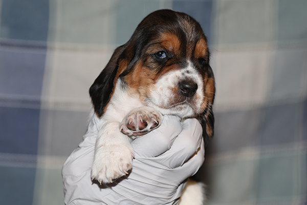 Huggable Bassets Family Breeder of Purebred basset hound puppys for ...