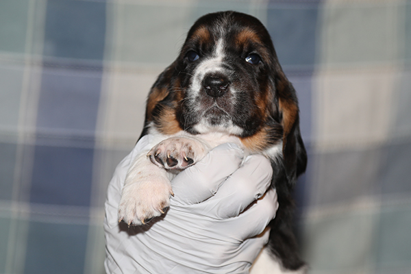 Huggable Bassets Family Breeder of Purebred basset hound puppys for ...