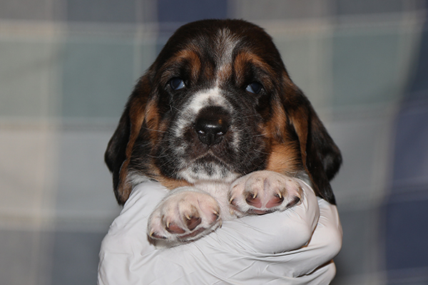 Huggable Bassets Family Breeder of Purebred basset hound puppys for ...