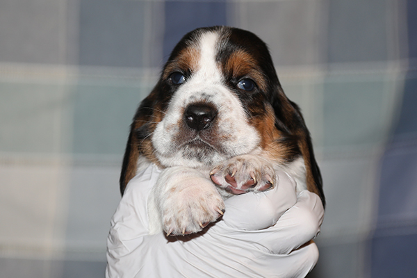 Huggable Bassets Family Breeder of Purebred basset hound puppys for ...