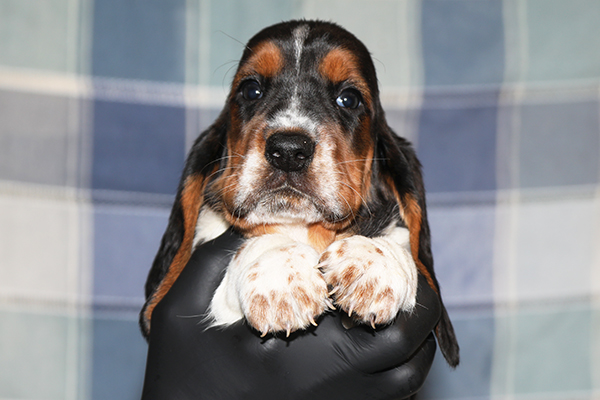 Huggable Bassets Family Breeder of Purebred basset hound puppys for ...