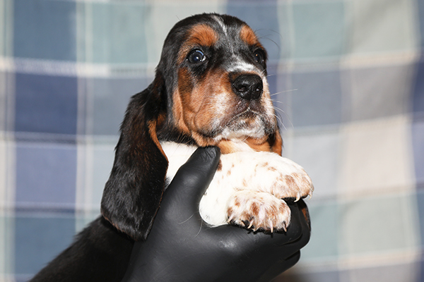 Huggable Bassets Family Breeder of Purebred basset hound puppys for ...