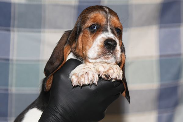Huggable Bassets Family Breeder of Purebred basset hound puppys for ...