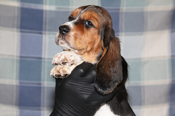 Huggable Bassets Family Breeder of Purebred basset hound puppys for ...