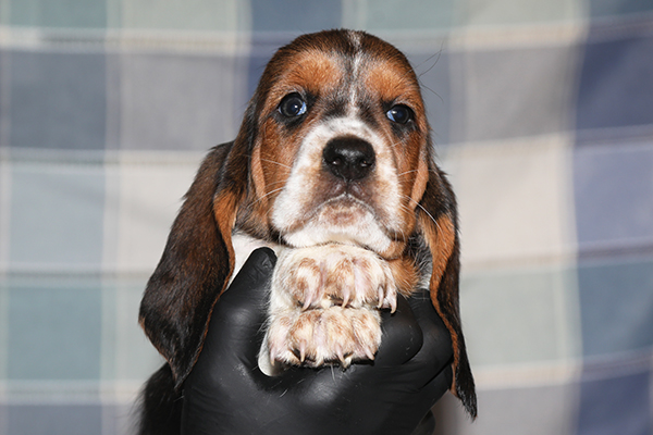 Huggable Bassets Family Breeder of Purebred basset hound puppys for ...
