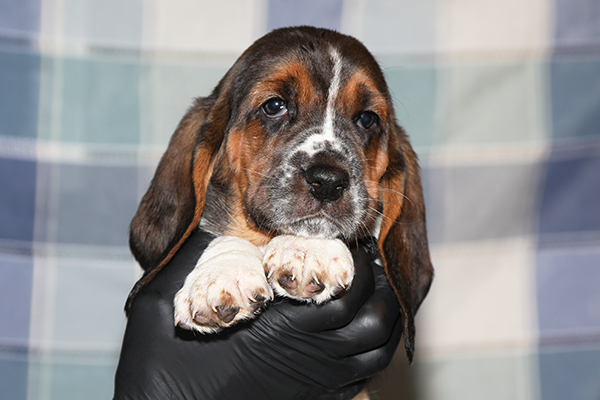 Huggable Bassets Family Breeder of Purebred basset hound puppys for ...