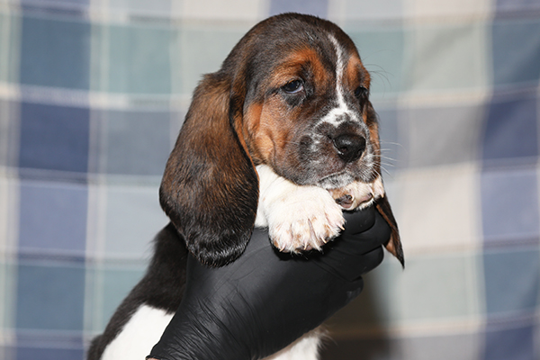 Huggable Bassets Family Breeder of Purebred basset hound puppys for ...