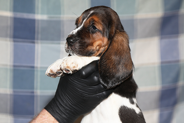 Huggable Bassets Family Breeder of Purebred basset hound puppys for ...