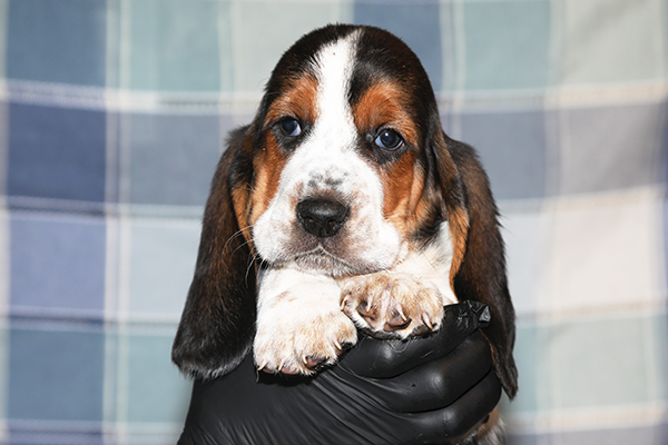 Huggable Bassets Family Breeder of Purebred basset hound puppys for ...