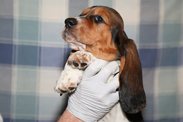 Huggable Bassets Family Breeder of Purebred basset hound puppys for ...