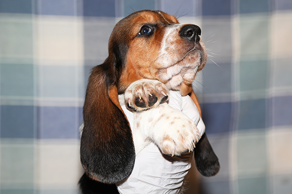 Huggable Bassets Family Breeder of Purebred basset hound puppys for ...