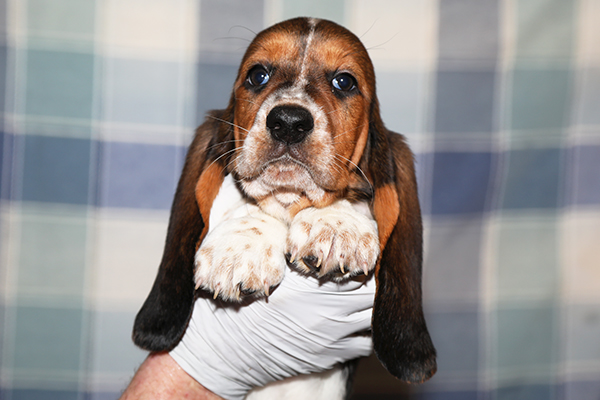 Huggable Bassets Family Breeder of Purebred basset hound puppys for ...