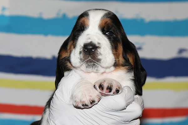 Huggable Bassets Family Breeder of Purebred basset hound puppys for ...