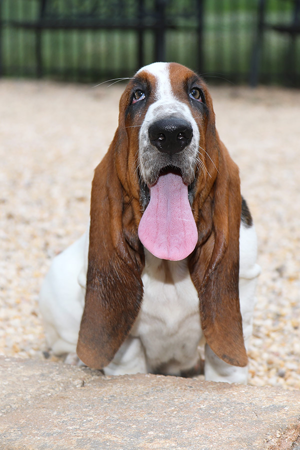 Huggable Bassets Family Breeder of Purebred basset hound pups for sale ...
