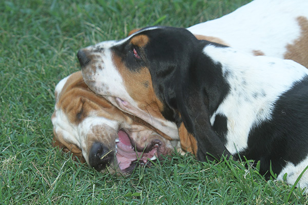 Huggable Bassets Family Breeder of Purebred basset hound puppys for ...