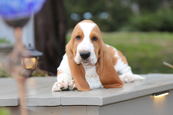 Huggable Bassets Family Breeder of Purebred basset hound puppys for ...