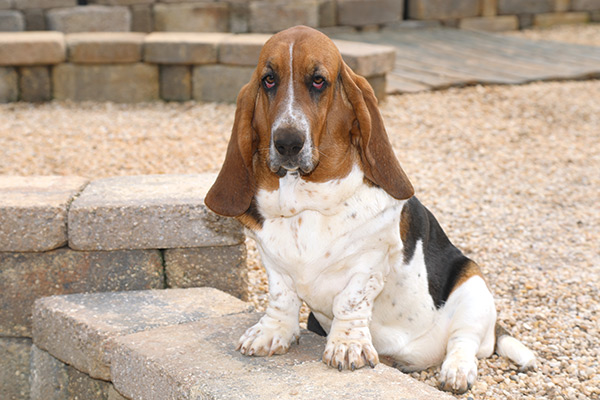 Huggable Bassets Family Breeder of Purebred basset hound puppys for ...