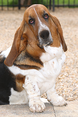 Huggable Bassets Family Breeder of Purebred basset hound puppys for ...